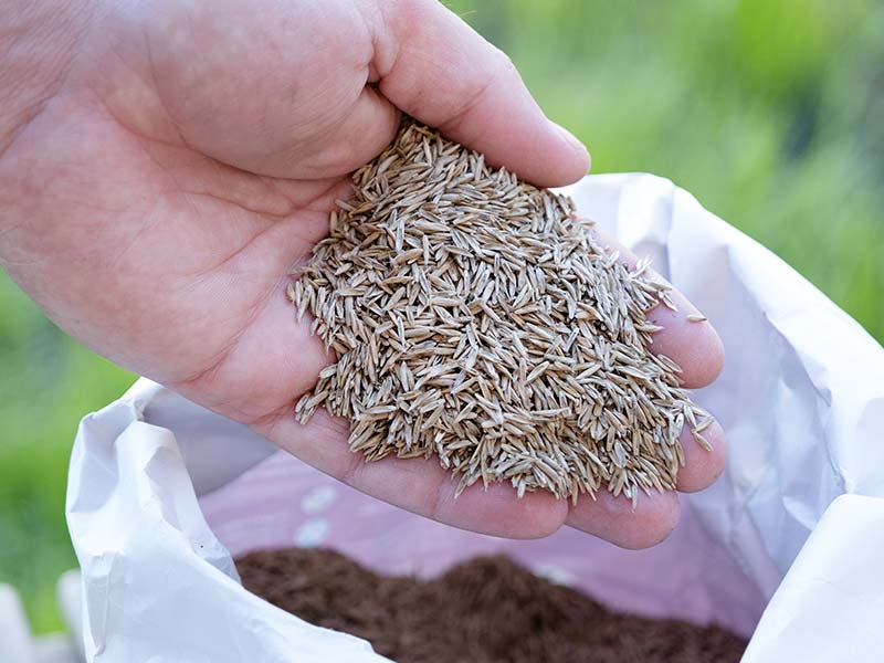 Top 5 cele mai bune seminte pentru gazon - Seminte iarba populare